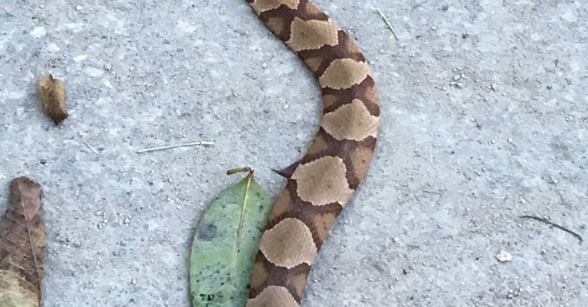 Duke EM in the News: How Do You Treat a Copperhead Snake Bite? | Duke ...